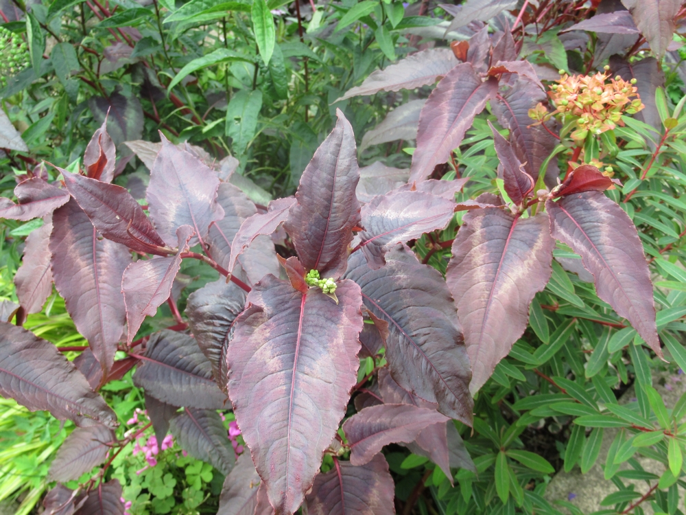 Persicaria microcephala ‘Red Dragon’ loves to scramble through ...