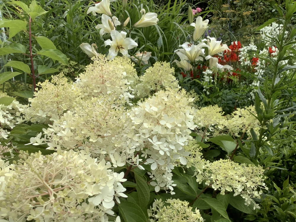 Hydrangea paniculata ‘Vanille Fraise‘ in its vanilla phase! Tree lilies ...
