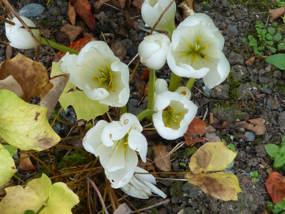 Colchicum speciosum ‘Album’ | Hardy Plant Society