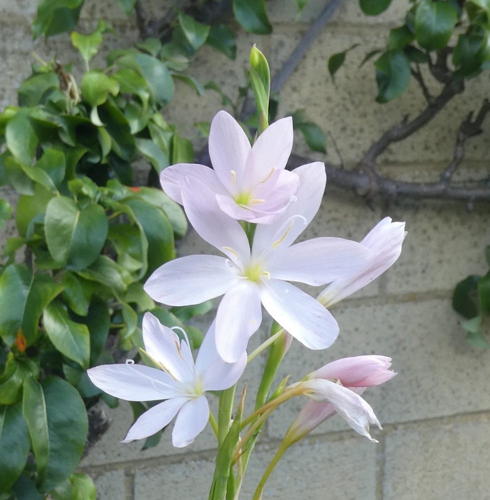 Hesperantha coccinea ‘Wilfred H Bryant’ | Hardy Plant Society