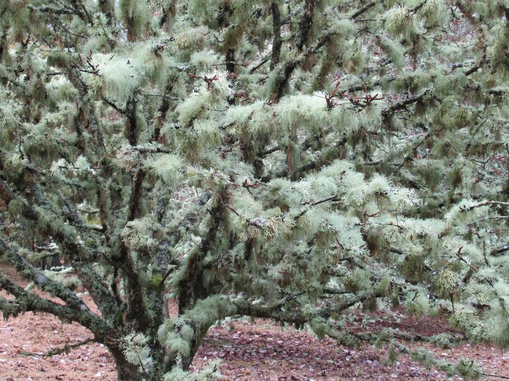 Tree wearing a fur coat of lichen, Dawyck Botanical Gdns. nr Peebles ...