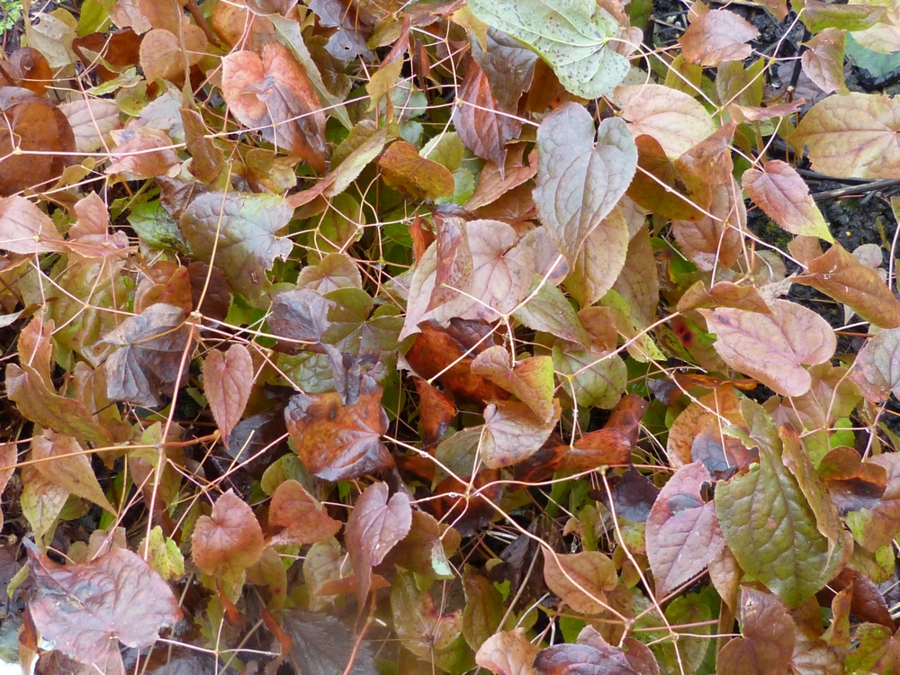 Epimedium rubrum not looking quite as splendid as yesterday when it was ...