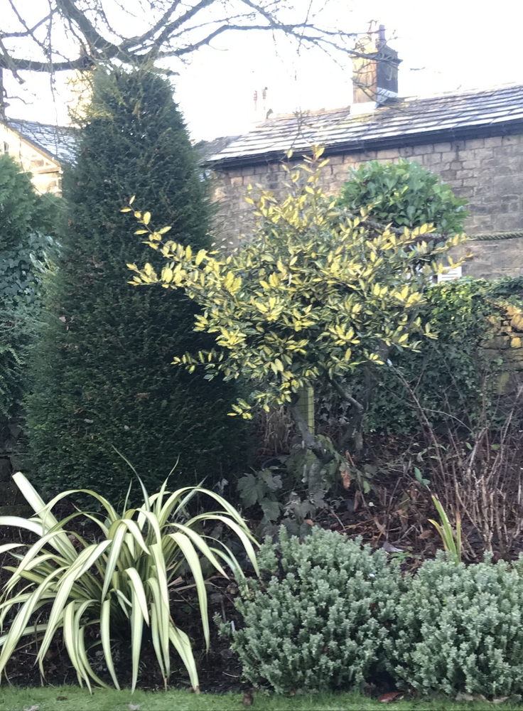 Some of the structural plants – and more – in my winter garden | Hardy ...